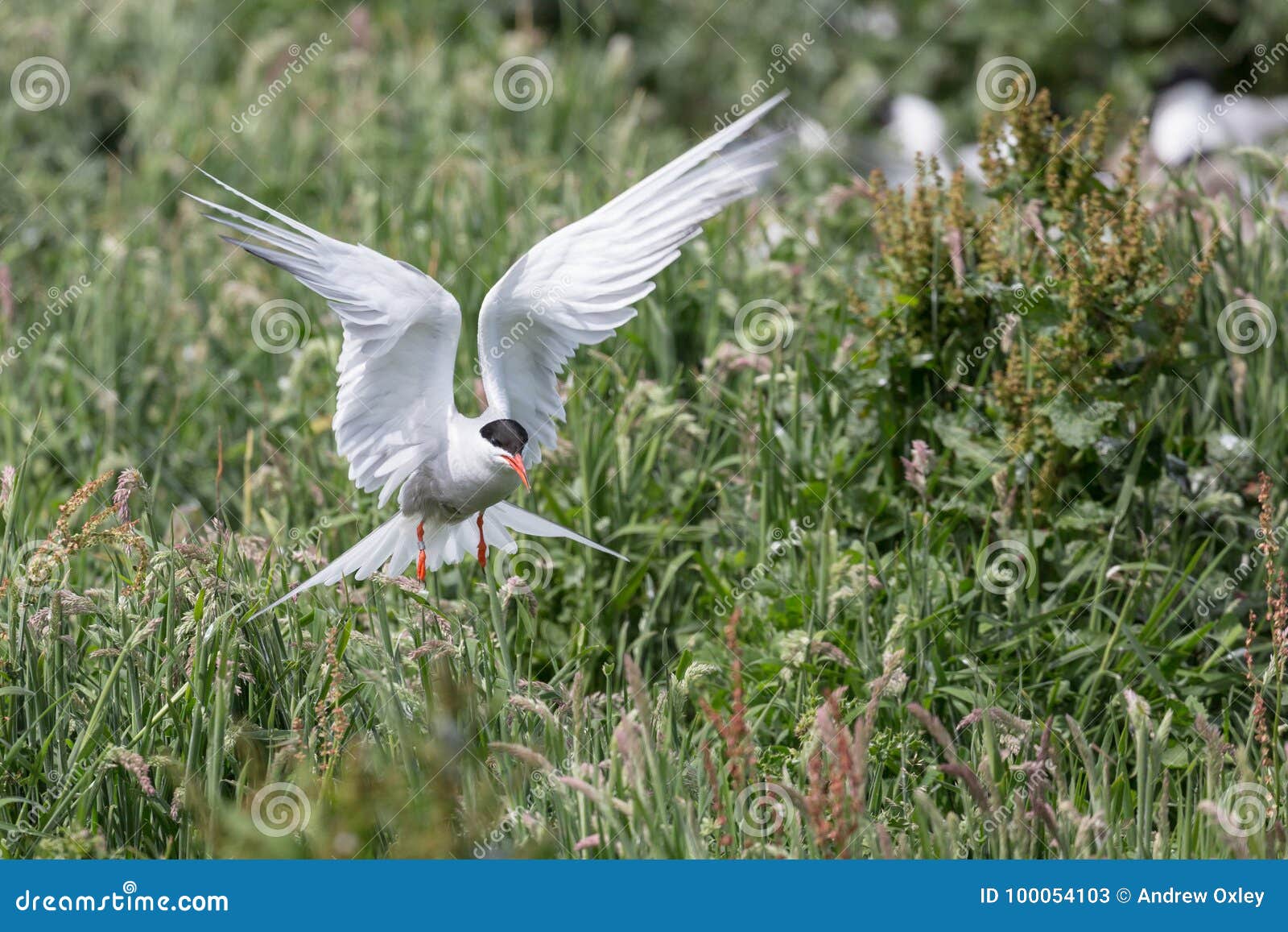 Arctic Tern in flight stock image. Image of flying, wildlife - 100054103