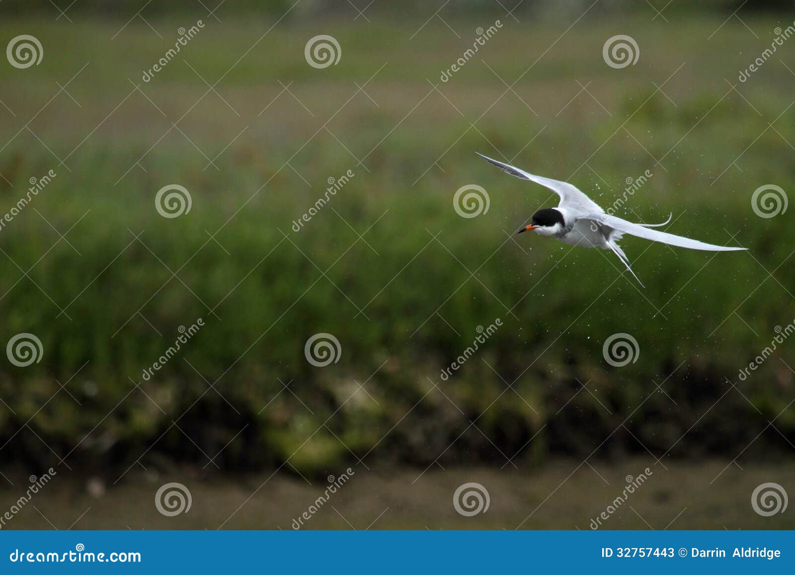 Arctic Tern in flight stock image. Image of flight, seabird - 32757443