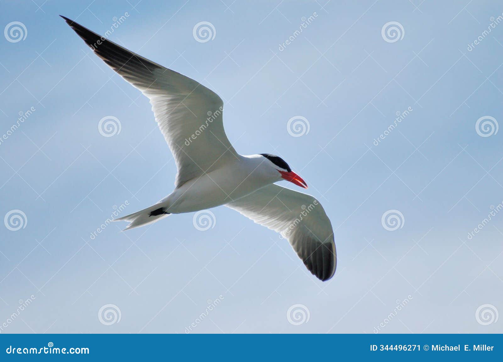 Tern And Arctic Skua In Flight For Fish Seen Off Coast At Alibaug ...
