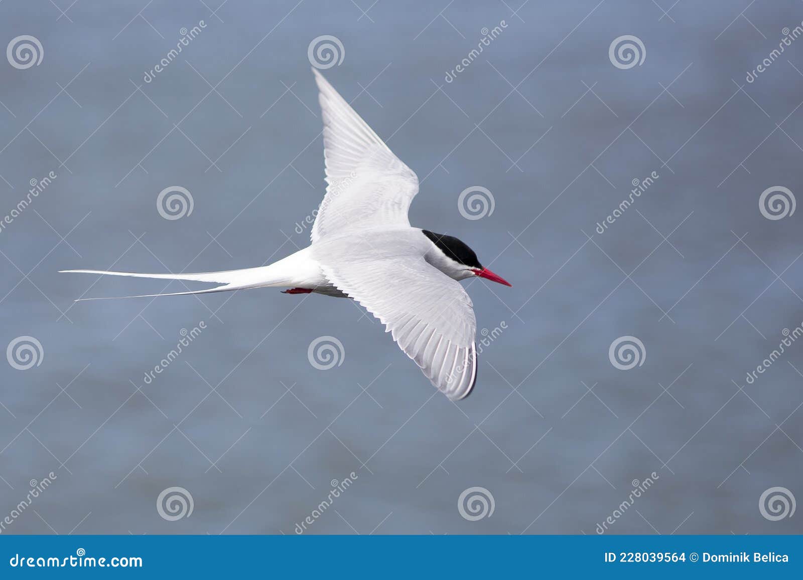 Arctic Tern in Iceland during Fly, Amazing Fast Bird Stock Photo ...