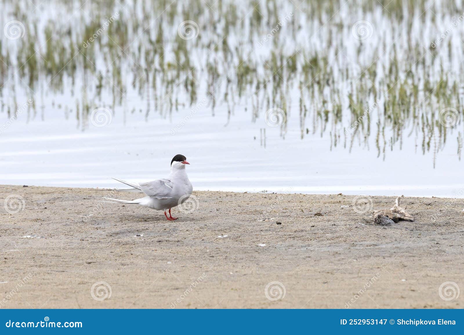 Arctic tern stand on sand stock image. Image of landscape - 252953147