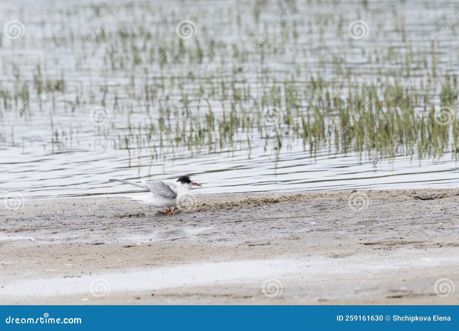 Arctic tern stand on sand stock photo. Image of animals - 259161630