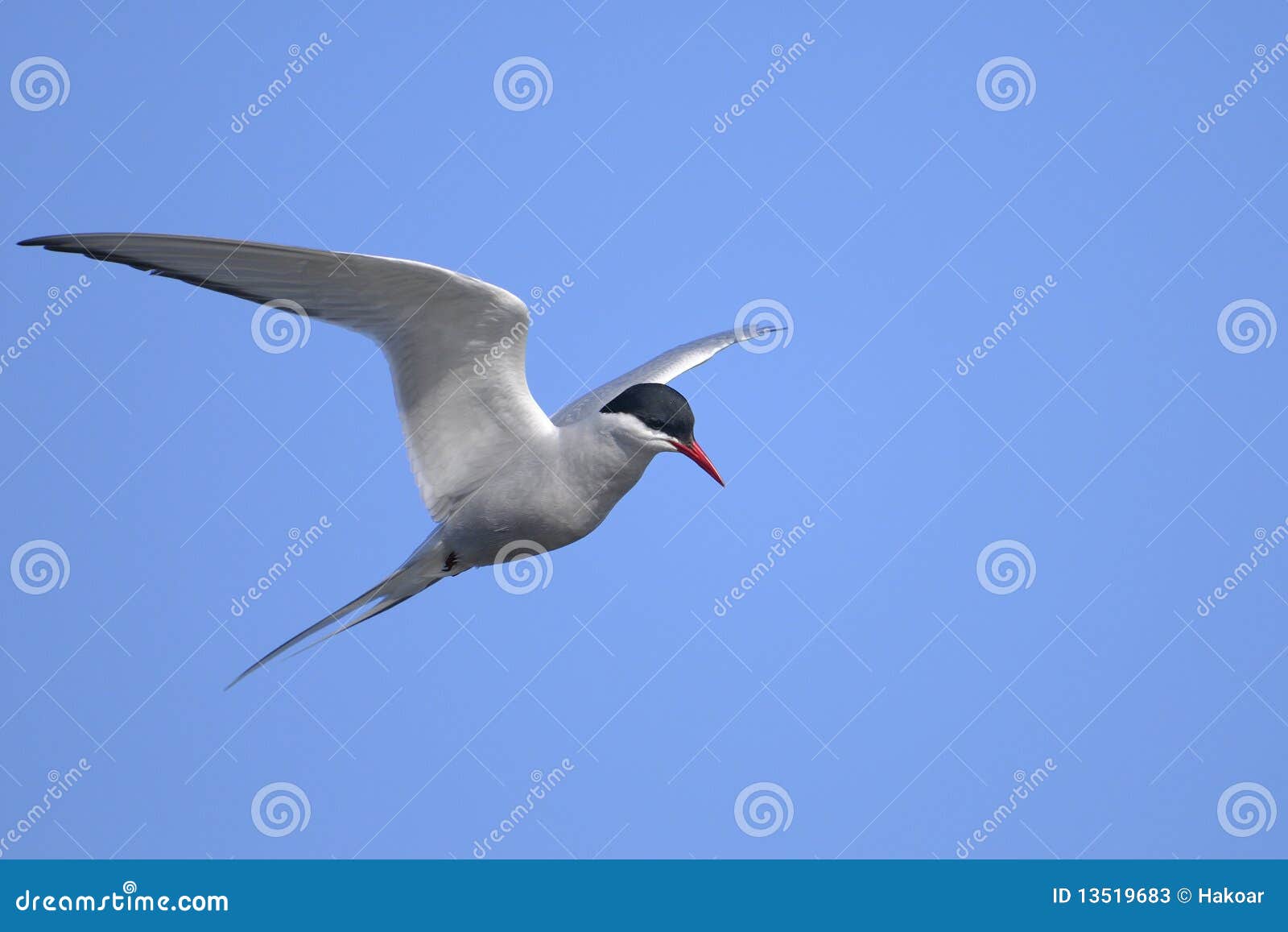 Arctic Tern, Sterna Paradisaea Stock Image - Image of dive, colorful ...