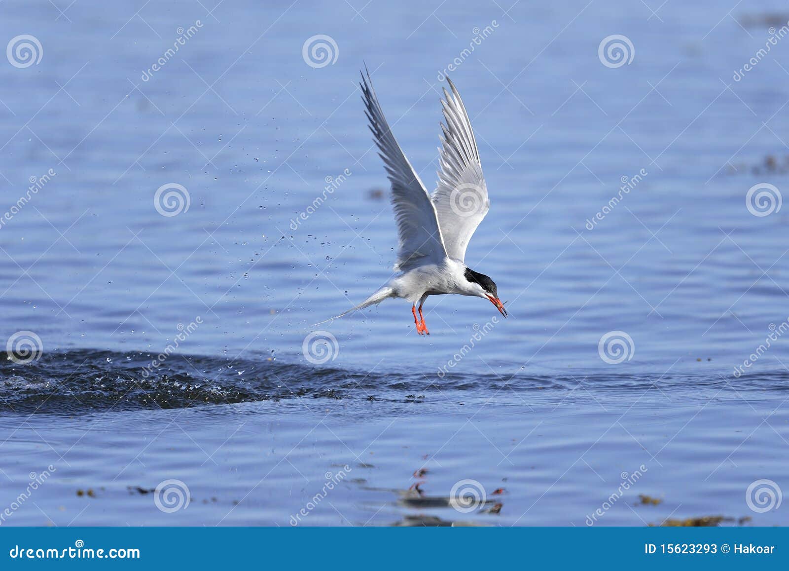 Arctic Tern, Sterna Paradisaea Stock Image - Image of fisher, bill ...