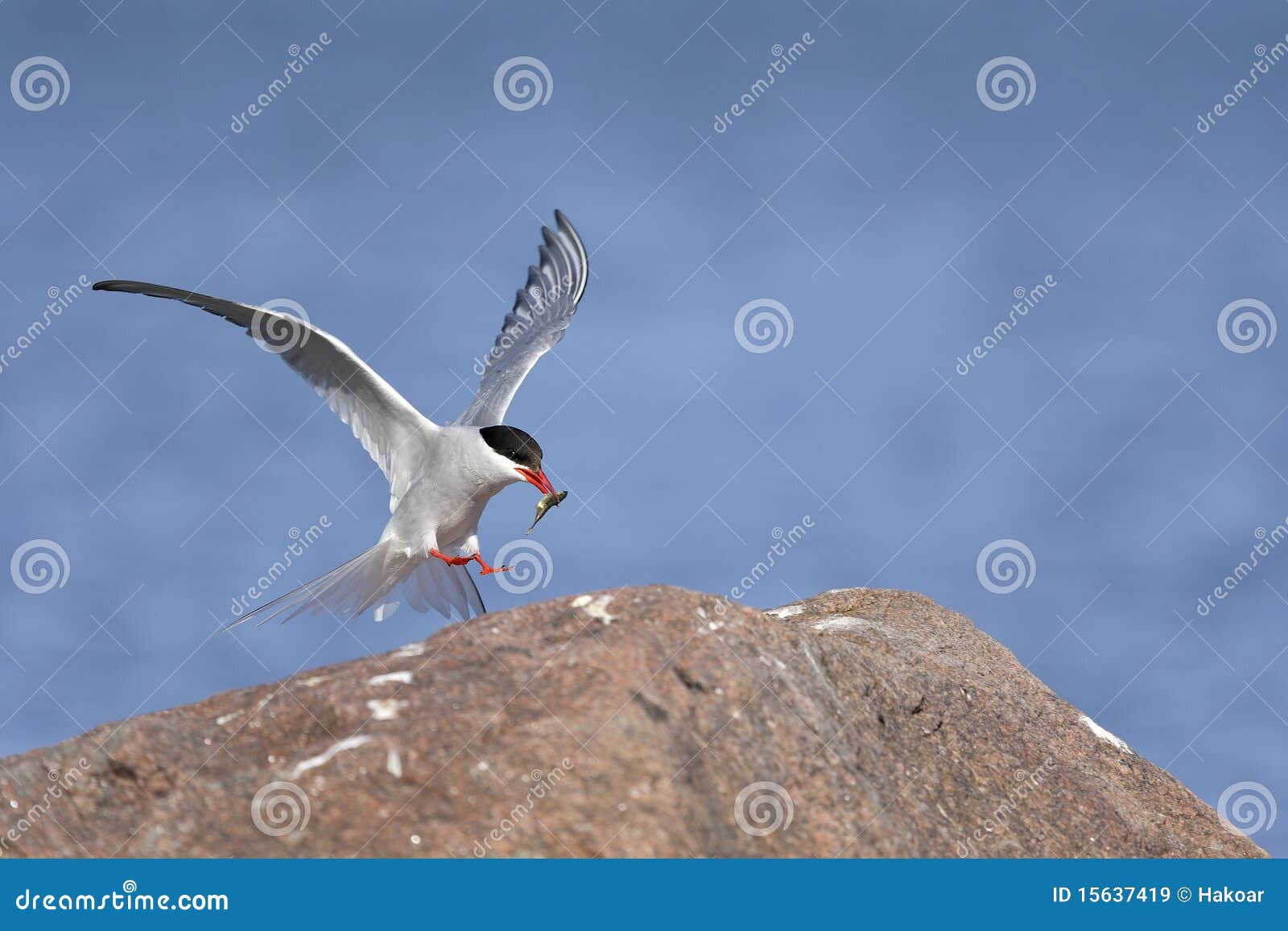 Arctic Tern, Sterna Paradisaea Stock Image - Image of arctic, bird ...