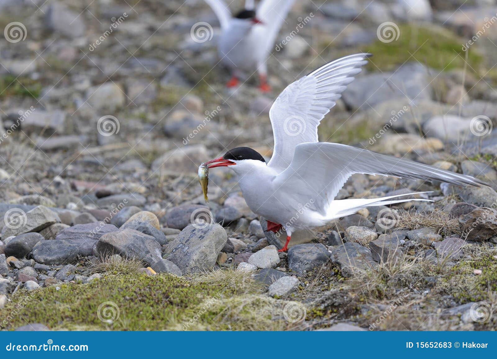 Arctic Tern, Sterna Paradisaea Stock Image - Image of grey, beak: 15652683