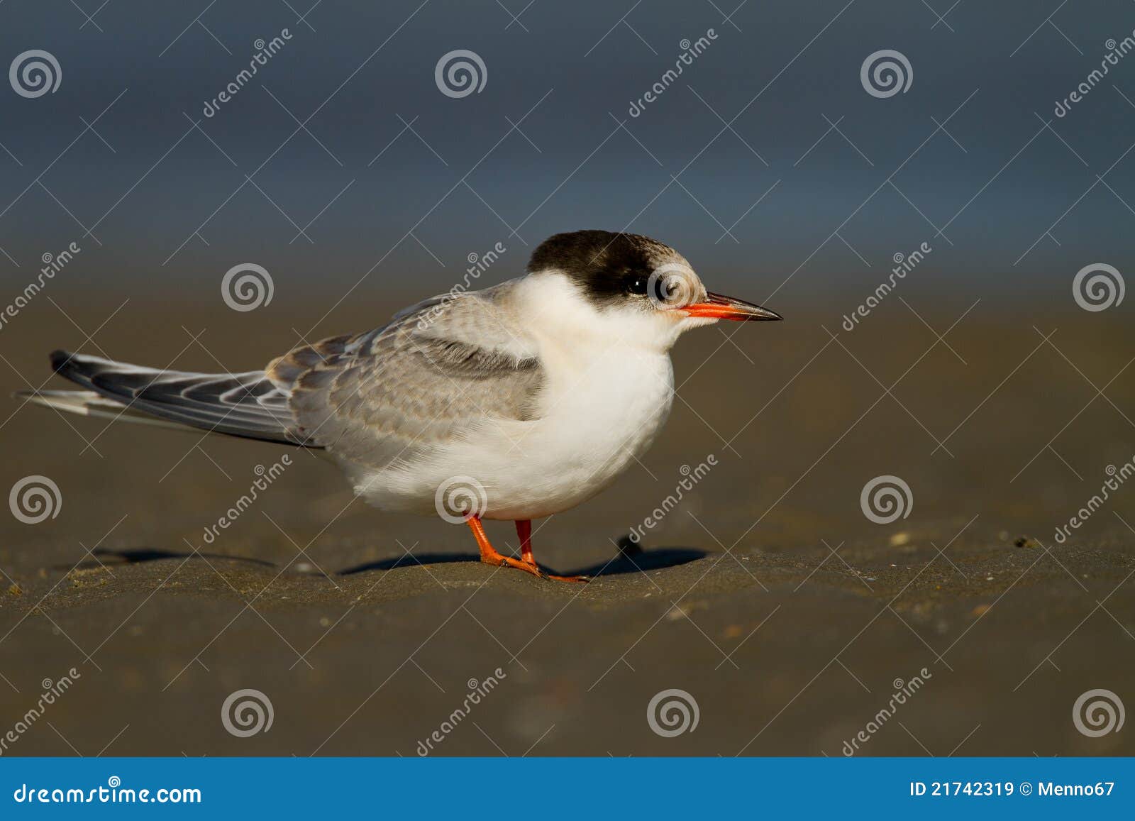 Arctic Tern ( Sterna Paradisaea ) Stock Image - Image of animal ...