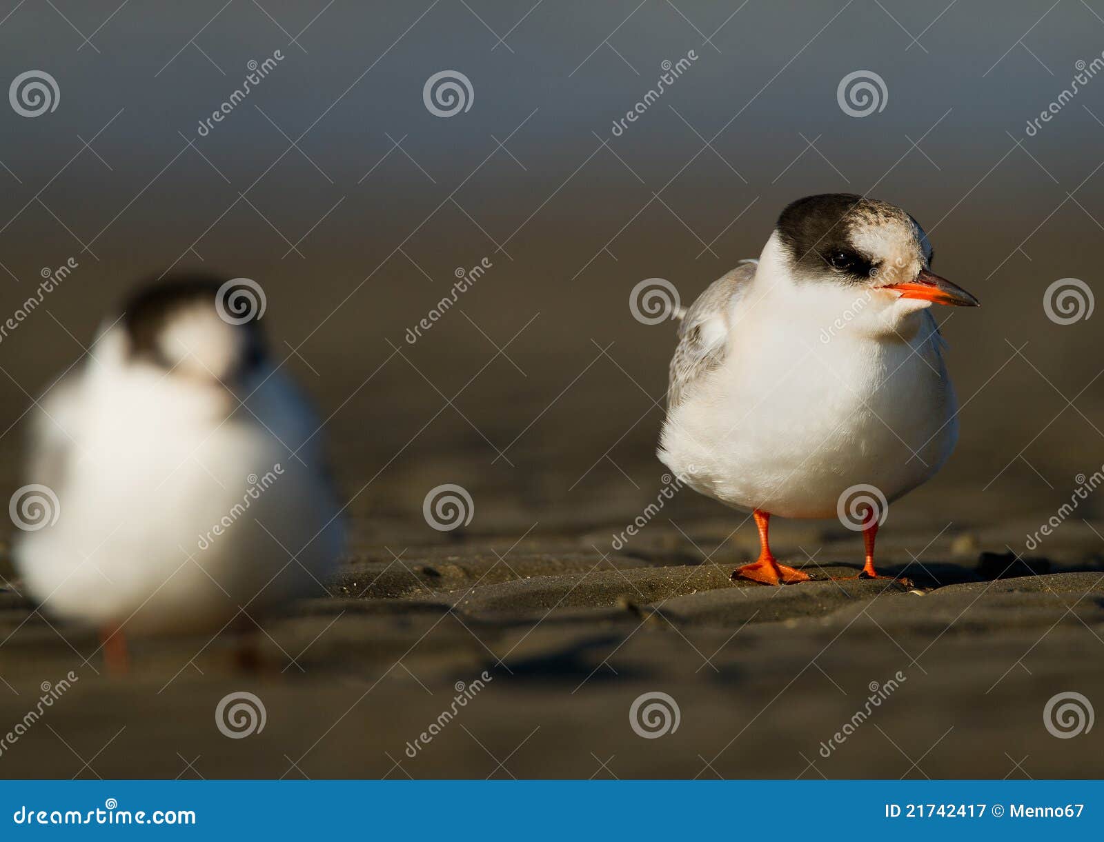 Arctic Tern ( Sterna Paradisaea ) Stock Image - Image of birds, view ...