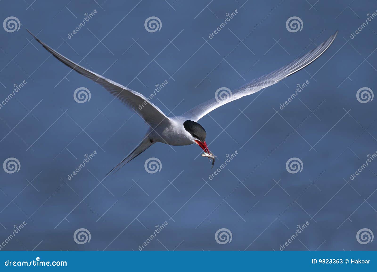 Arctic Tern, Sterna Paradisaea Stock Image - Image of flapping, face ...