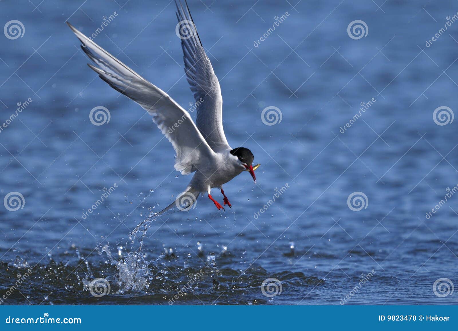 Arctic Tern, Sterna Paradisaea Stock Photo - Image of face, colorful ...