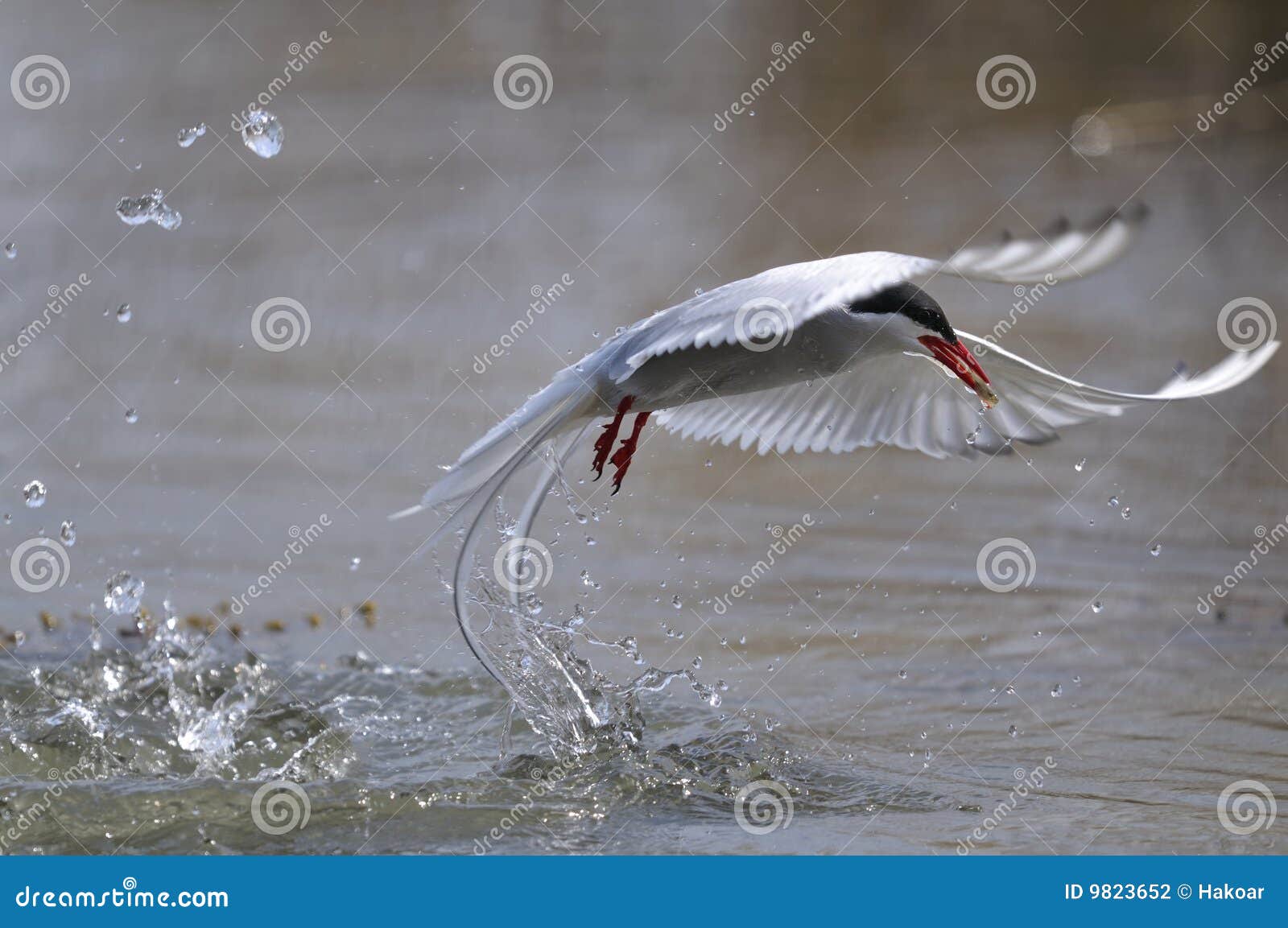 Arctic Tern, Sterna Paradisaea Stock Photo - Image of dive, arctic: 9823652