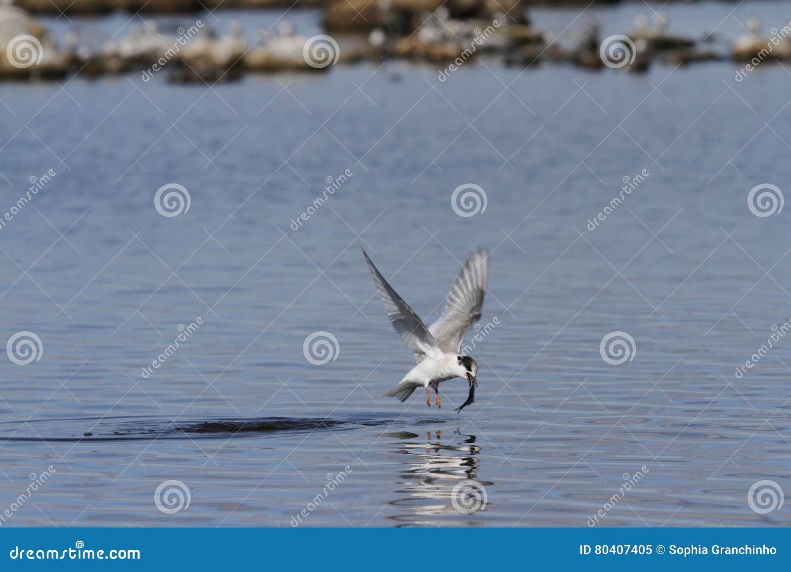 Arctic Tern Sterna Paradisaea Catching a Fish Mid-flight Stock Image ...