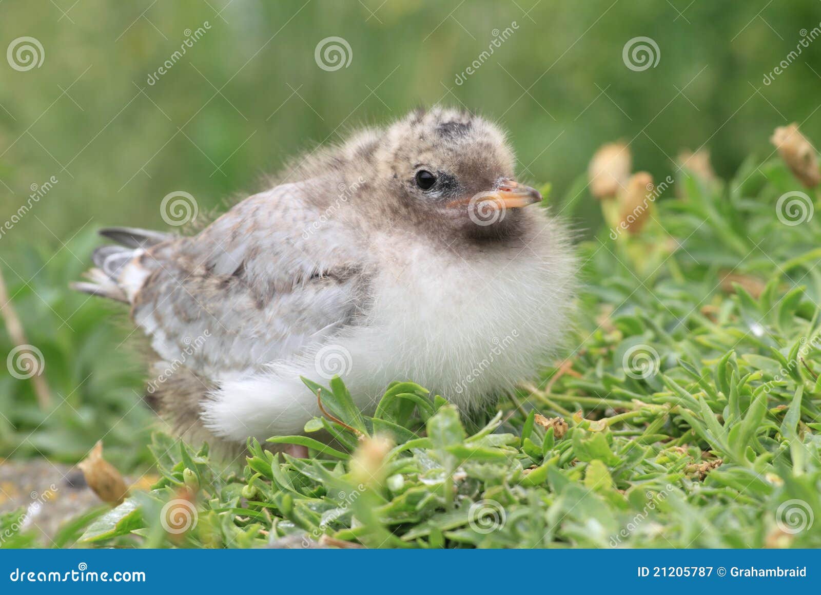 Arctic Tern (Sterna Paradisaea) Chick Stock Image - Image of young ...