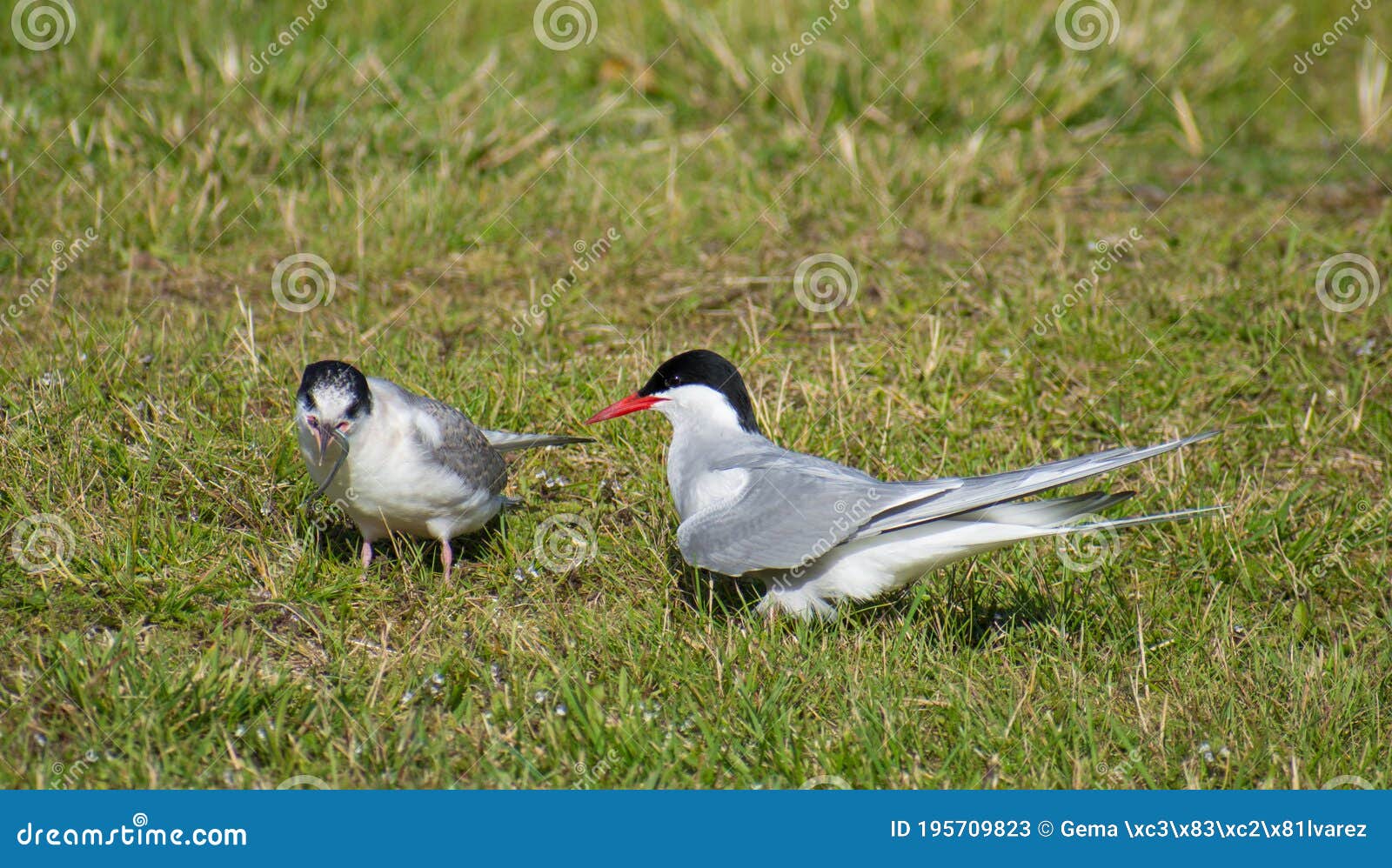 Arctic Tern Sterna Paradisaea Feeding Its Chick. Stock Image - Image of ...