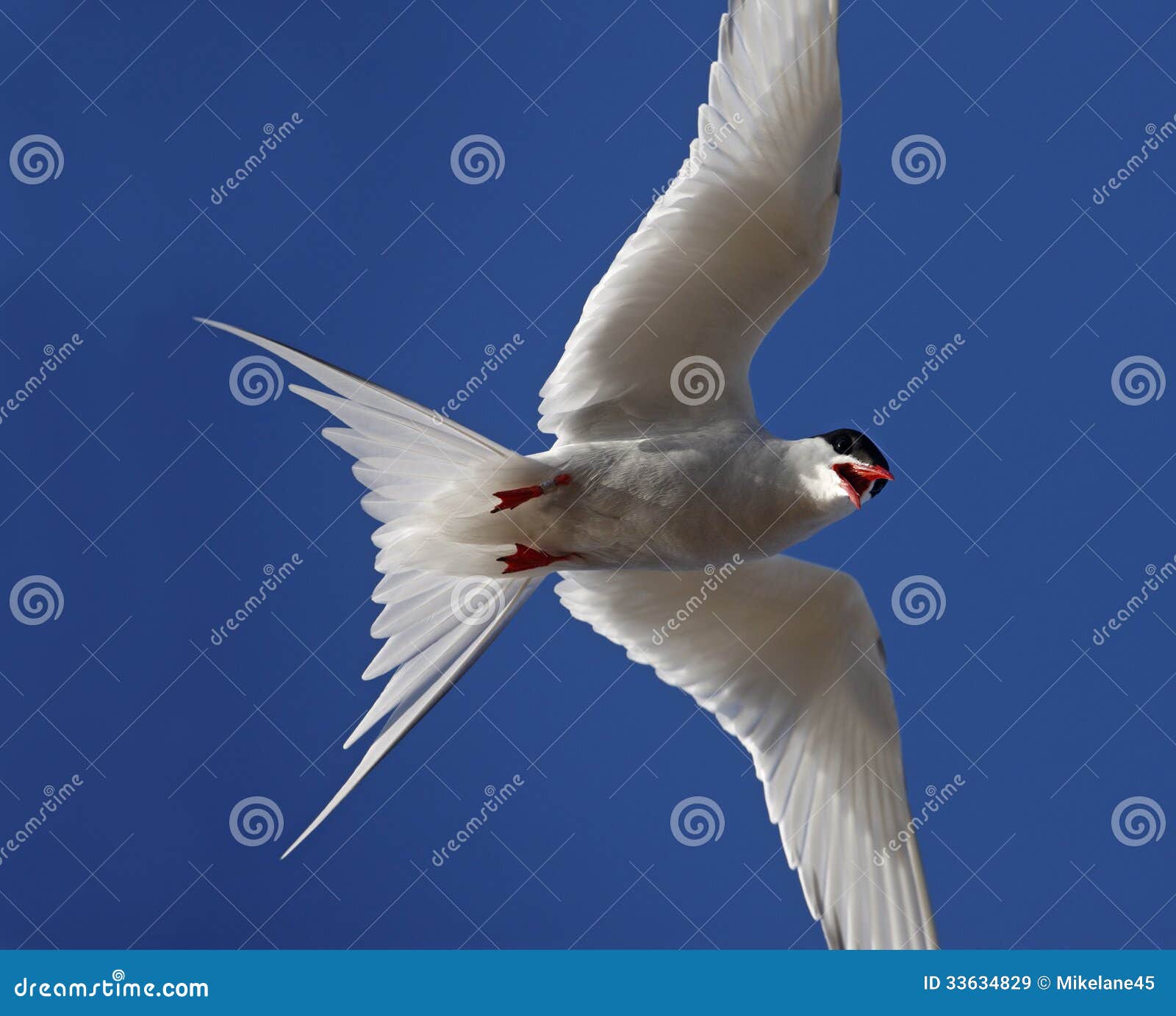 Arctic Tern, Sterna Paradisaea Stock Image - Image of nature, britain ...