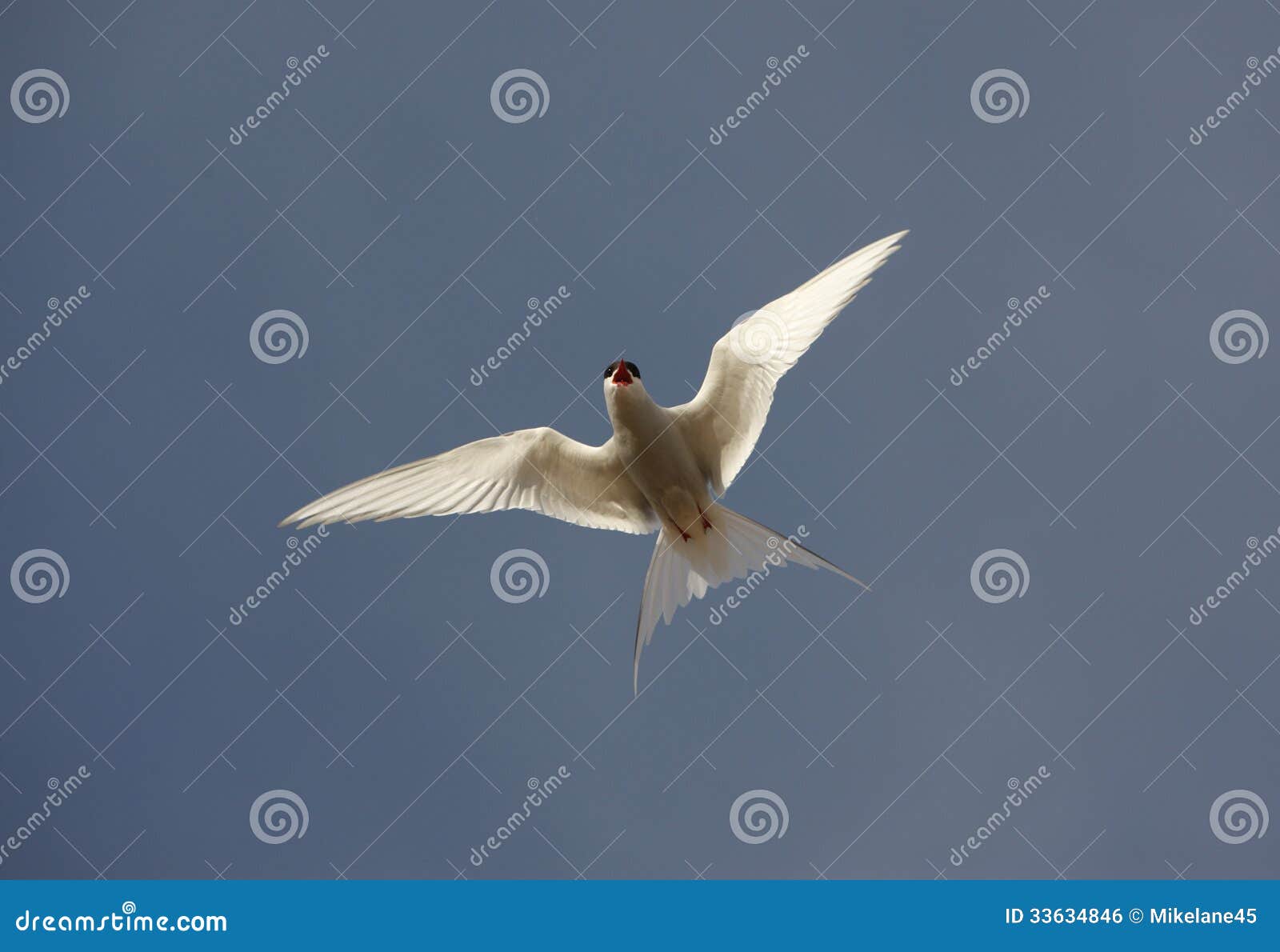 Arctic Tern, Sterna Paradisaea Stock Photo - Image of wildlife, bird ...