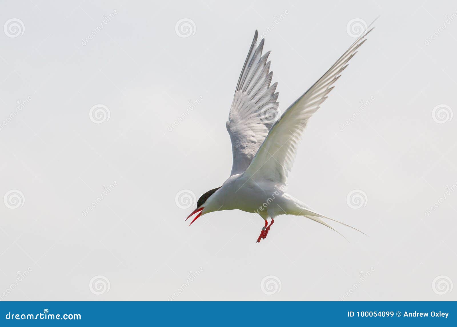 Arctic Tern in flight stock image. Image of kingdom - 100054099