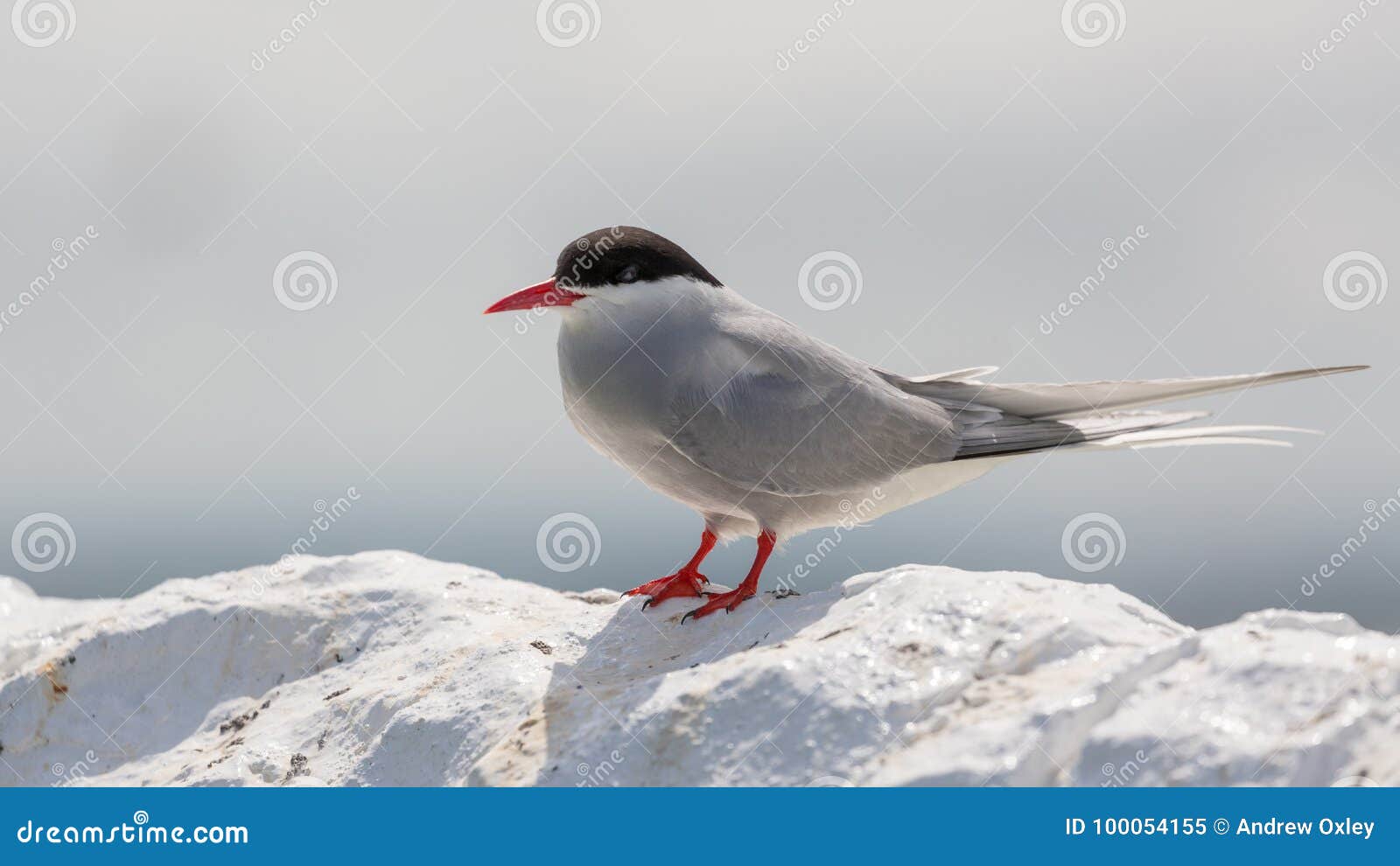 Arctic Tern Sstanding on Wall Stock Image - Image of tern, kingdom ...