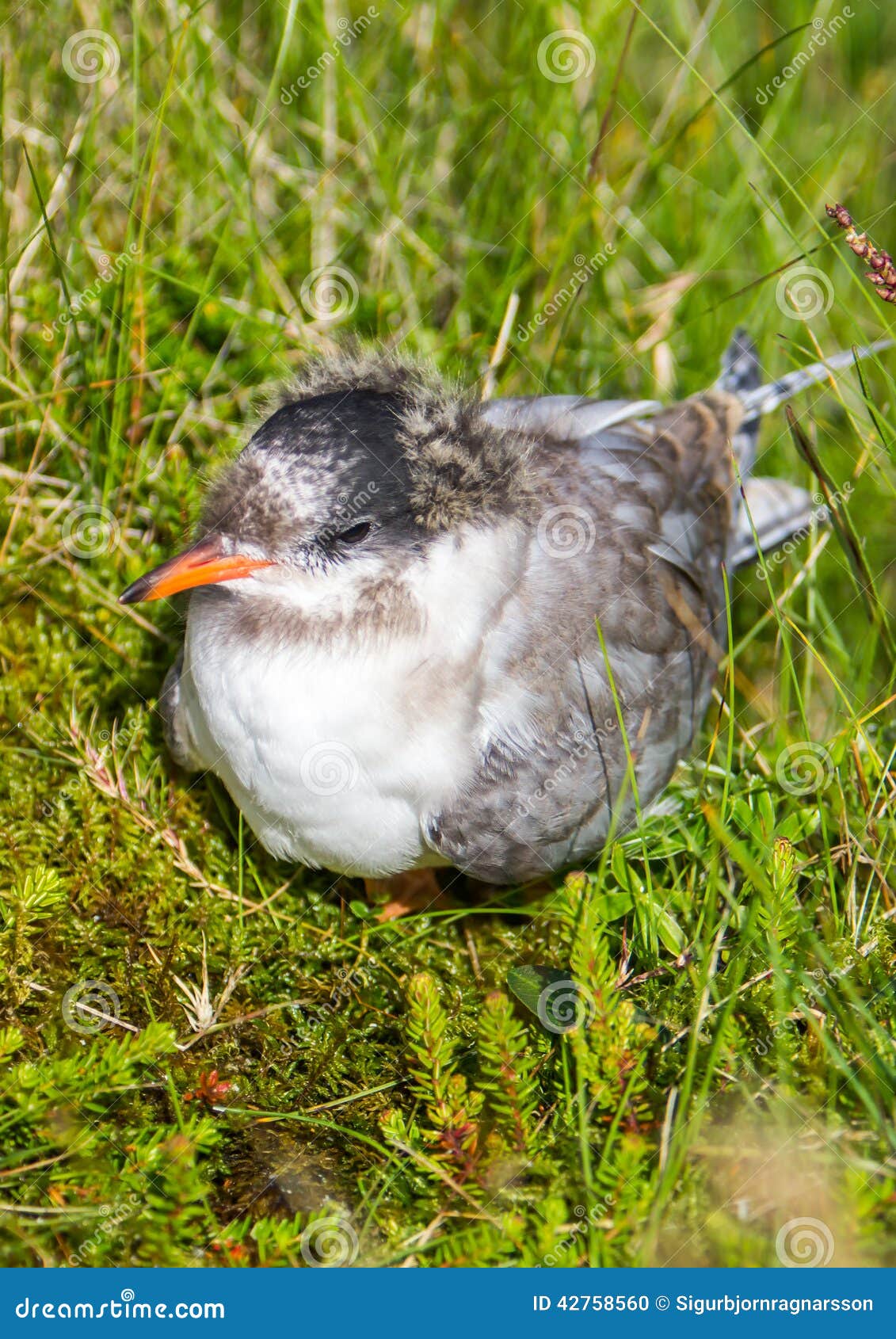 Arctic Tern (Sterna Paradisaea) Stock Photo - Image of avian, bird ...