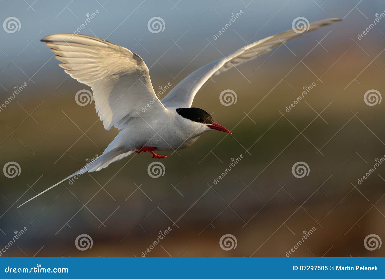 Arctic Tern - Sterna Paradisaea Stock Image - Image of nature, summer ...