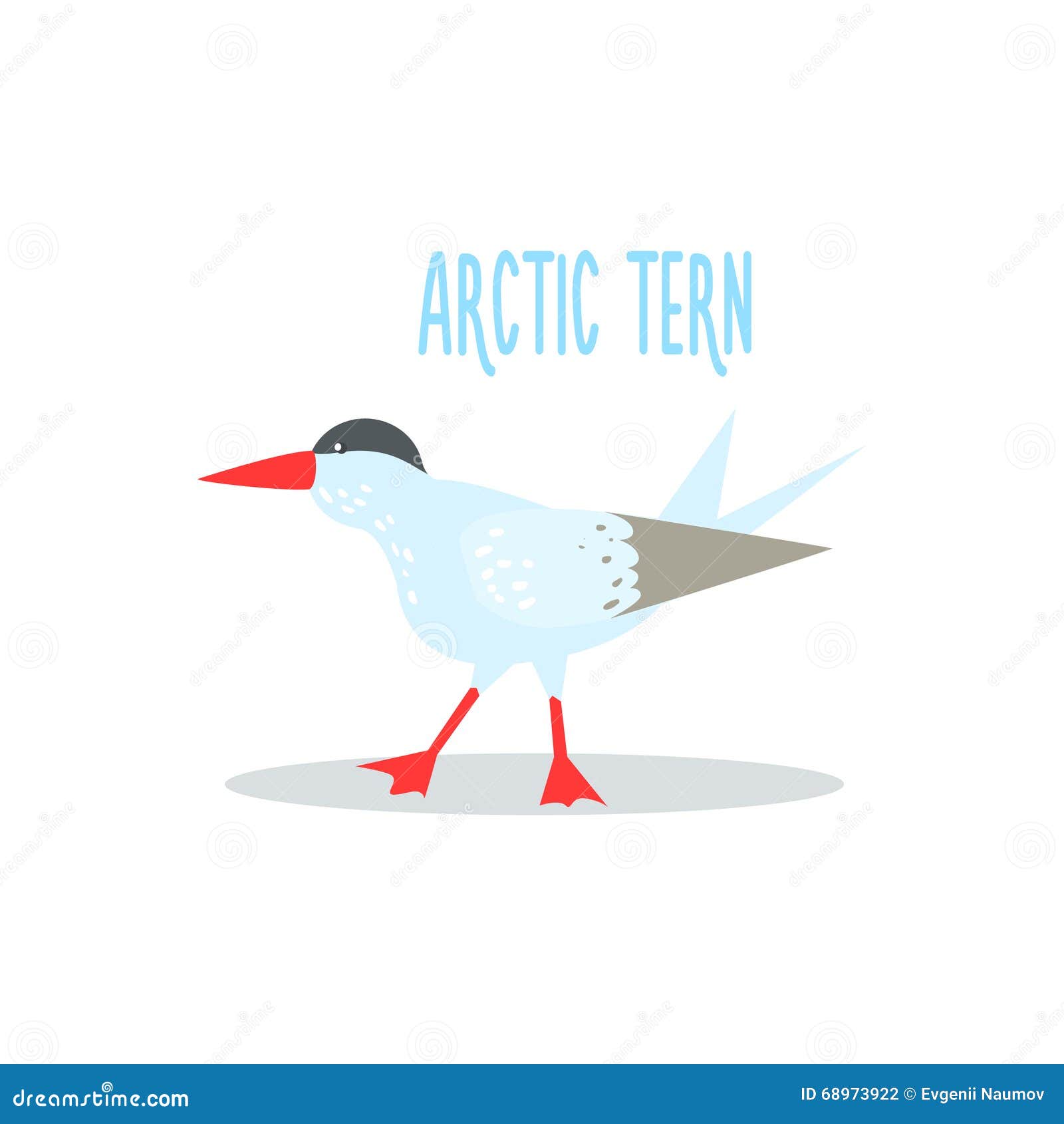 Arctic Tern Animal Vector Illustration Hand Drawn Cartoon Art ...