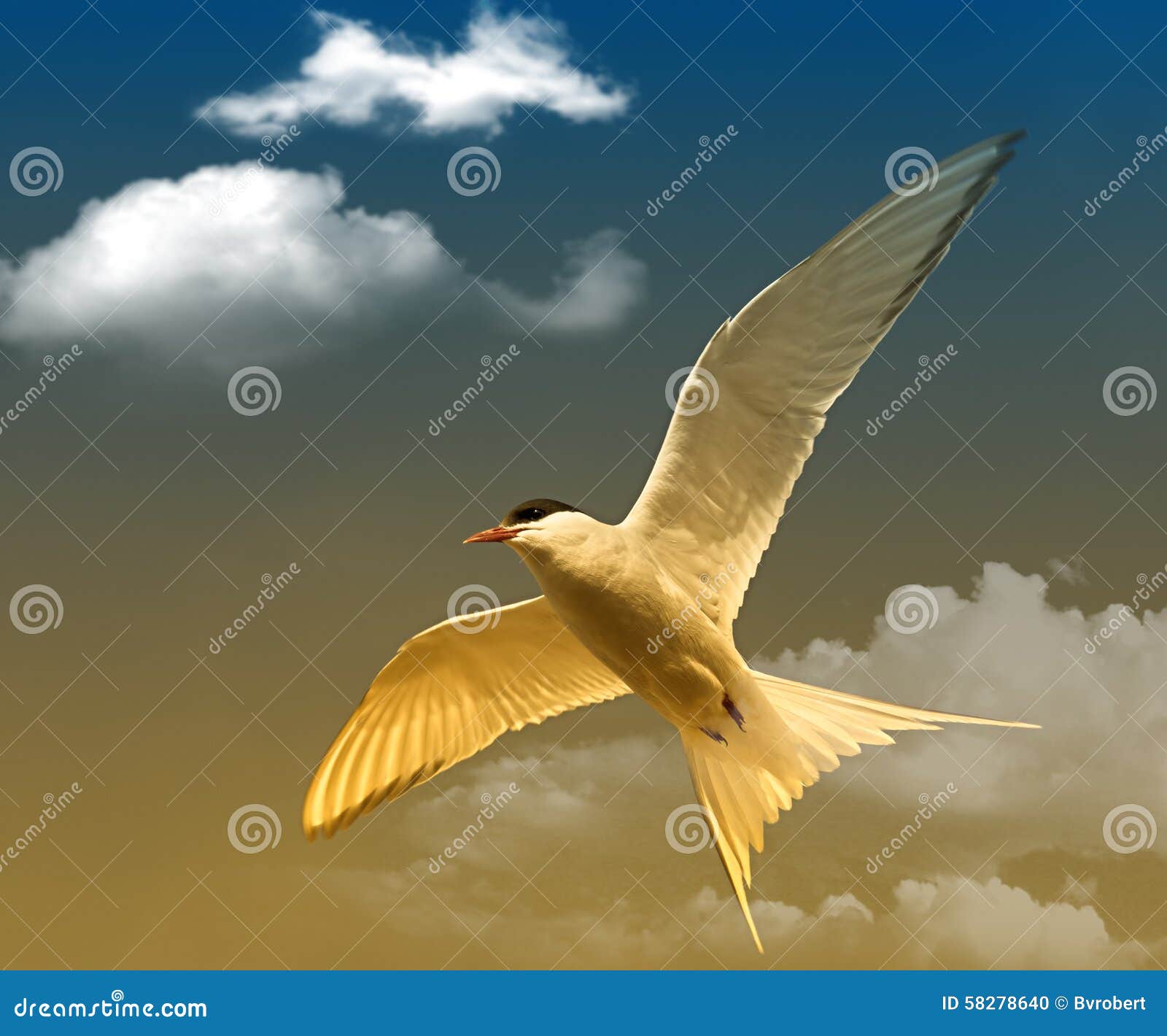 Arctic terna stock photo. Image of iceland, nikon, golden - 58278640