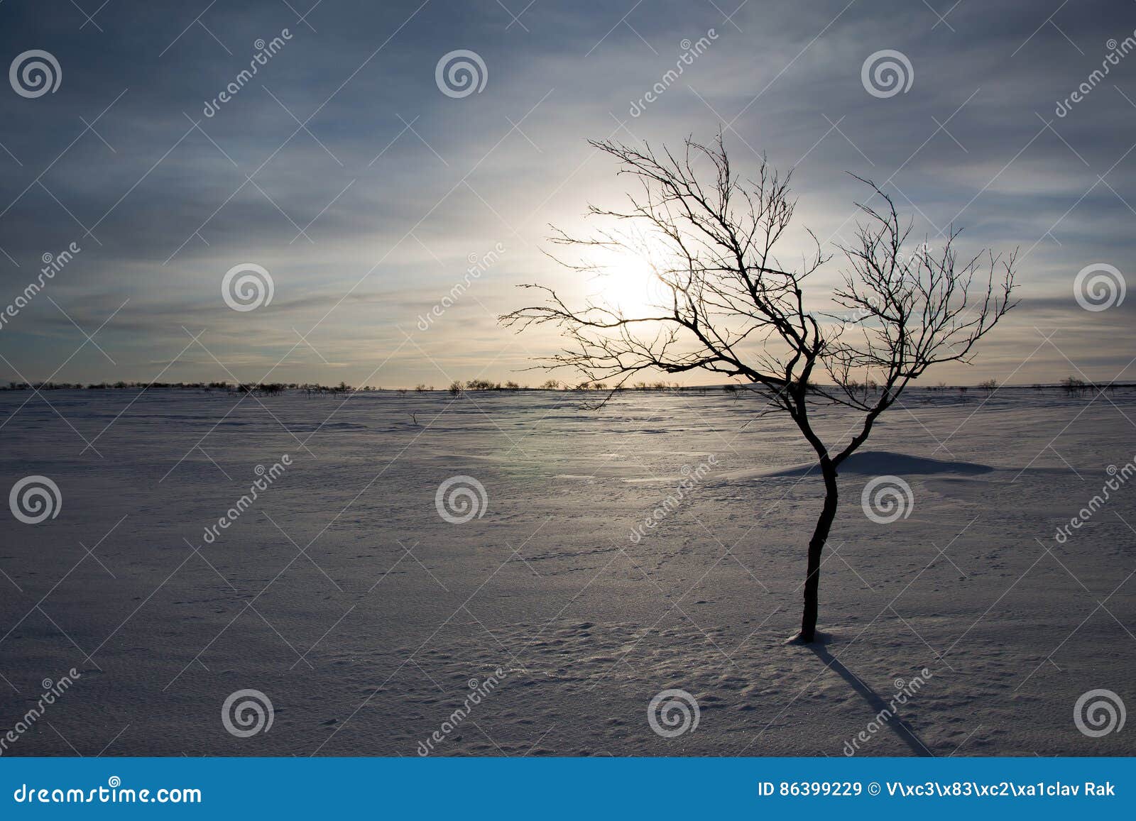 Arctic tree stock image. Image of melting, finnish, beautiful - 86399229