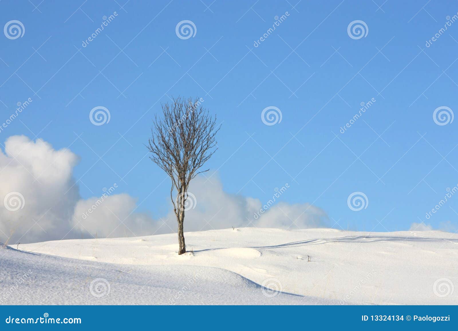 Arctic Tree Sky & Clouds Stock Photo - Image of green, blue: 13324134