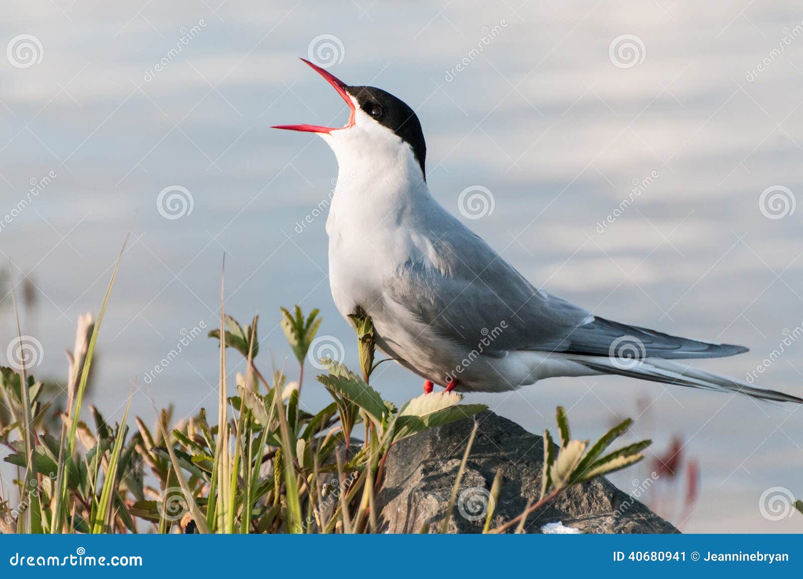 Arctic Turn stock image. Image of spring, marsh, bird - 40680941