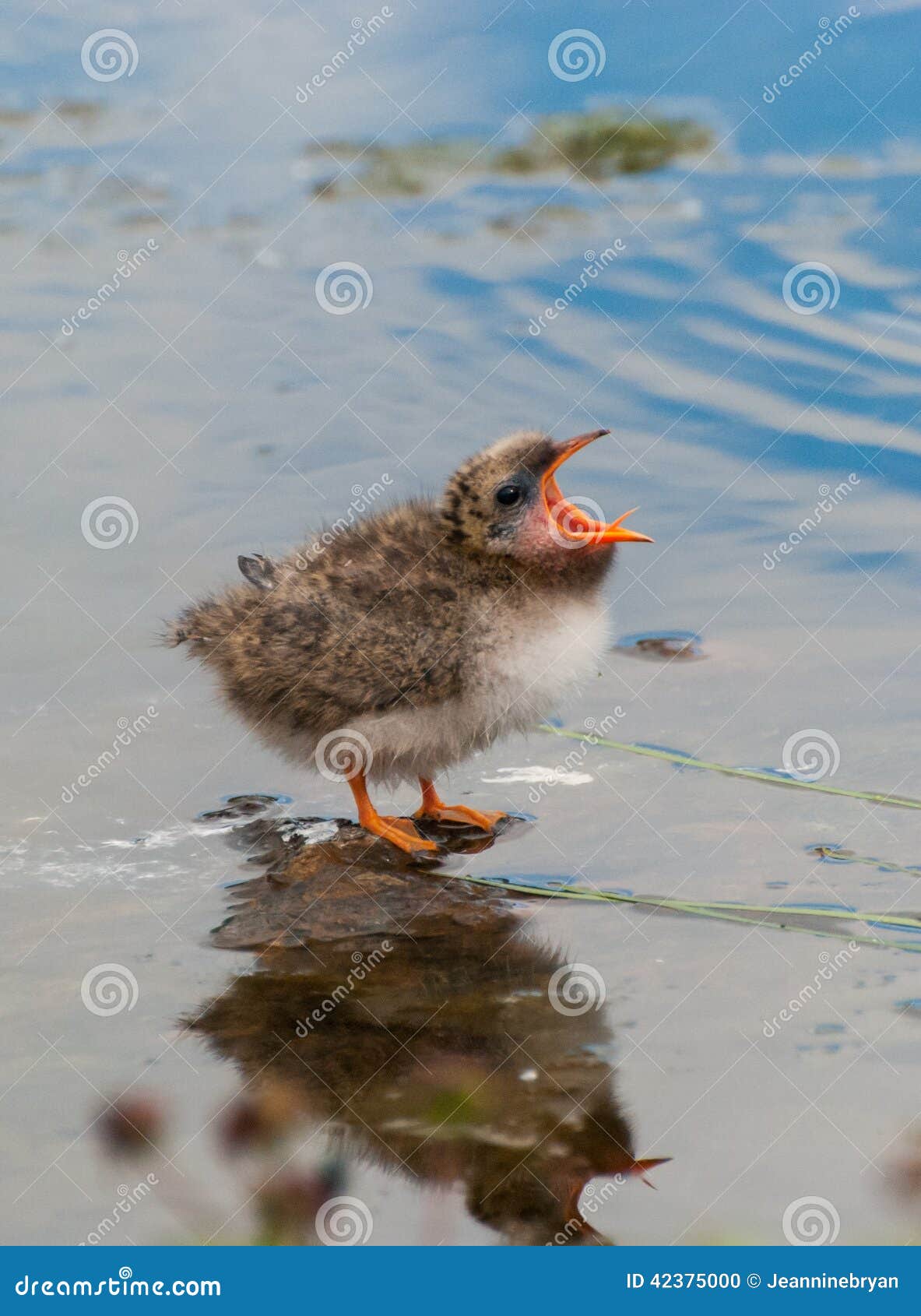Arctic Turn Chick stock photo. Image of wild, baby, wildlife - 42375000