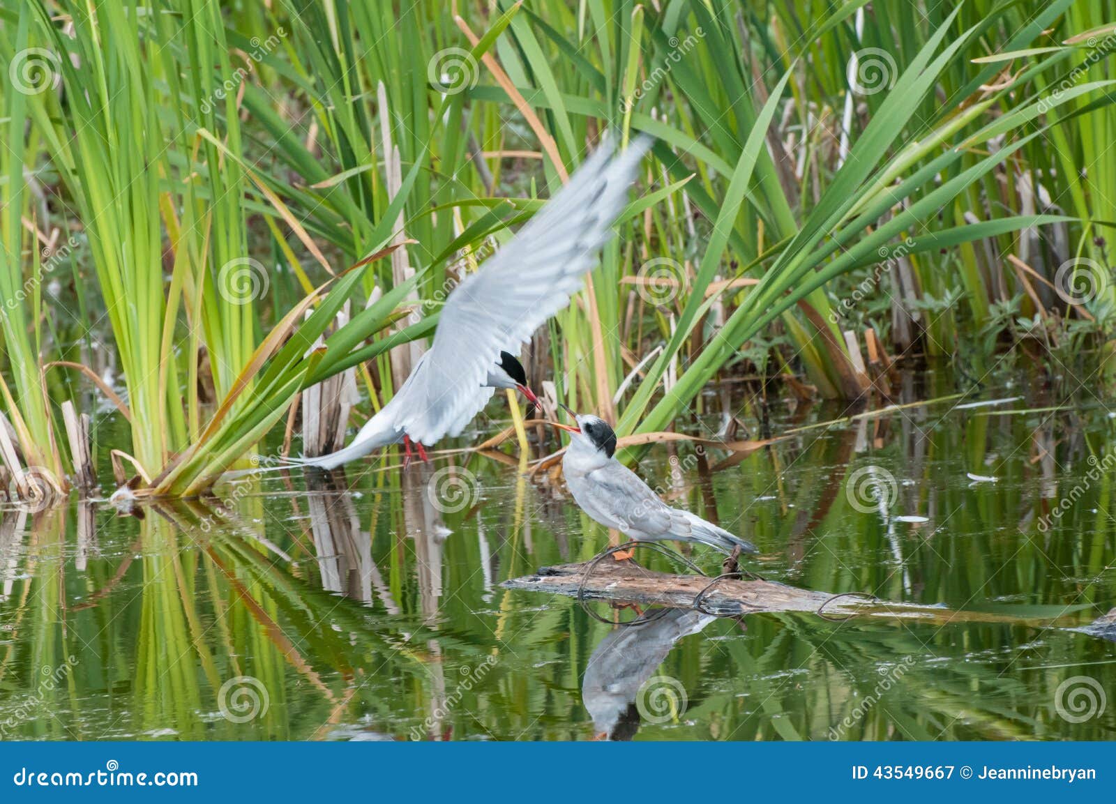 Arctic Turn Chick Feeding stock image. Image of wildlife - 43549667