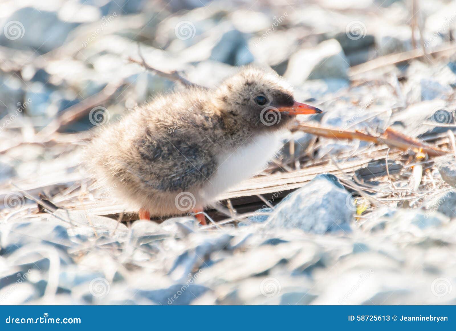 Arctic Turn Chick stock image. Image of chick, turn, baby - 58725613