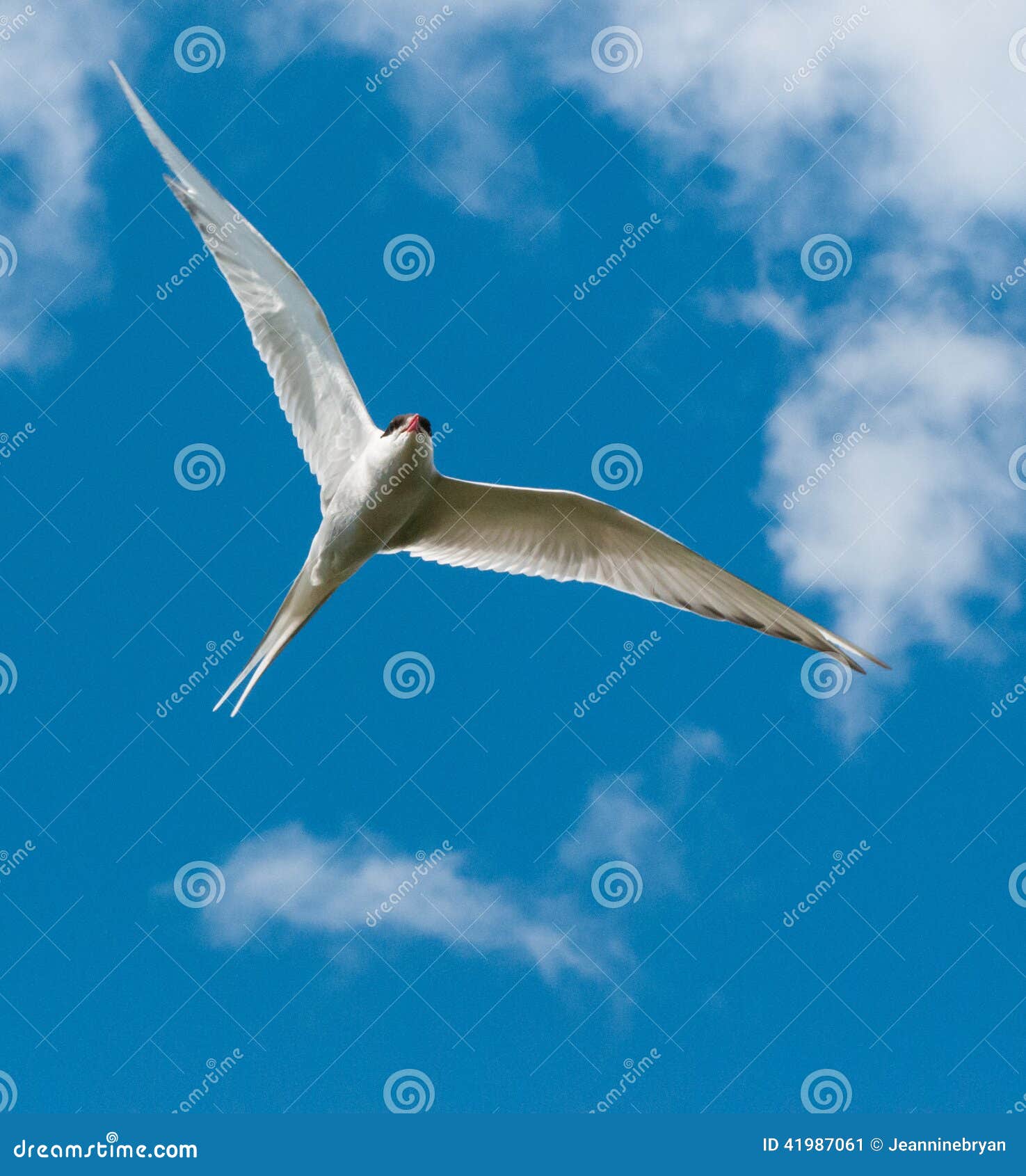 Arctic Turn stock image. Image of bird, flight, beautiful - 41987061