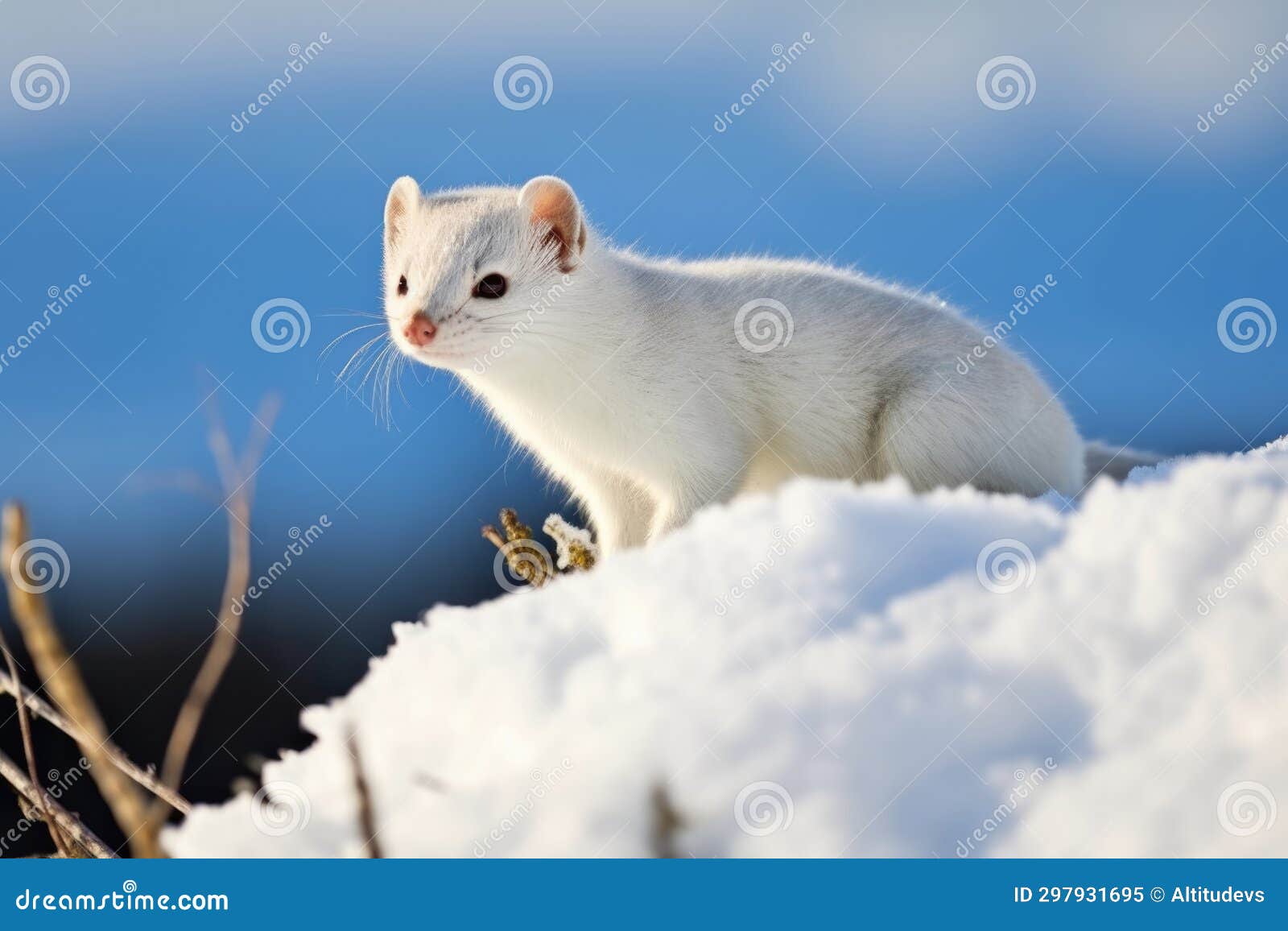 Arctic Weasel Poised on Ice Mound Stock Image - Image of mammal ...