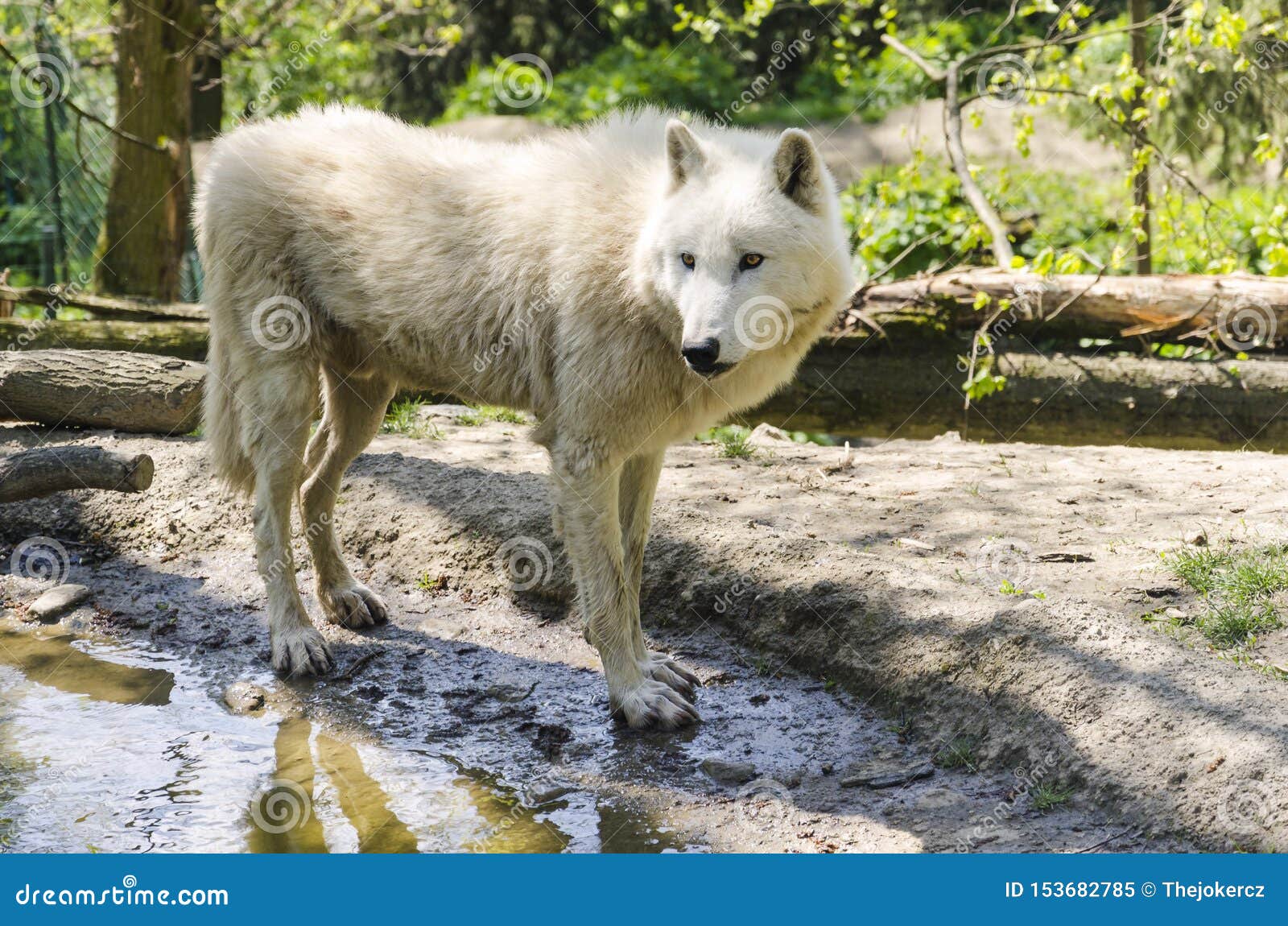 Arctic white wolf stock image. Image of background, creature - 153682785