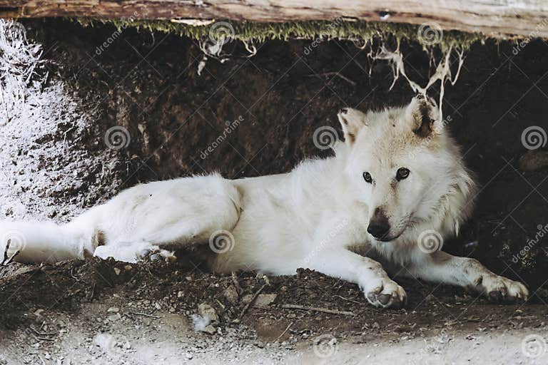 Arctic White Wolf Lying Down Resting Stock Photo - Image of carnivorous ...