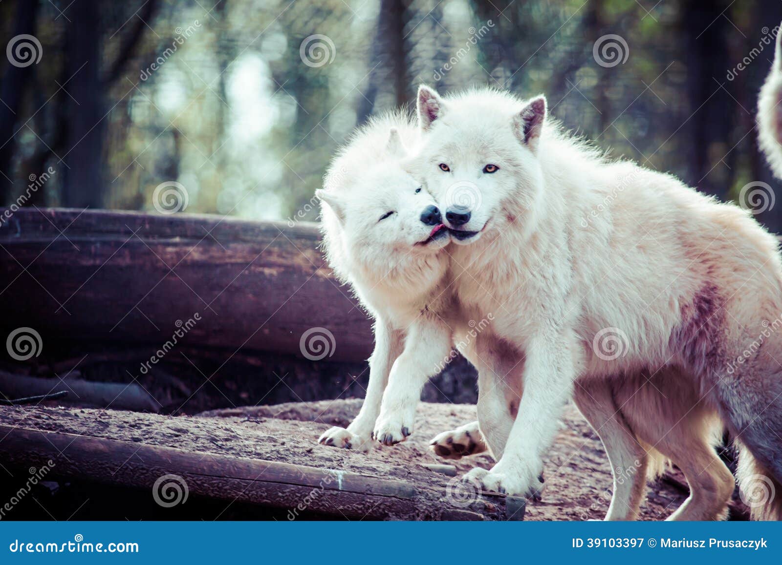 Arctic white wolf stock image. Image of carnivore, arctic - 39103397