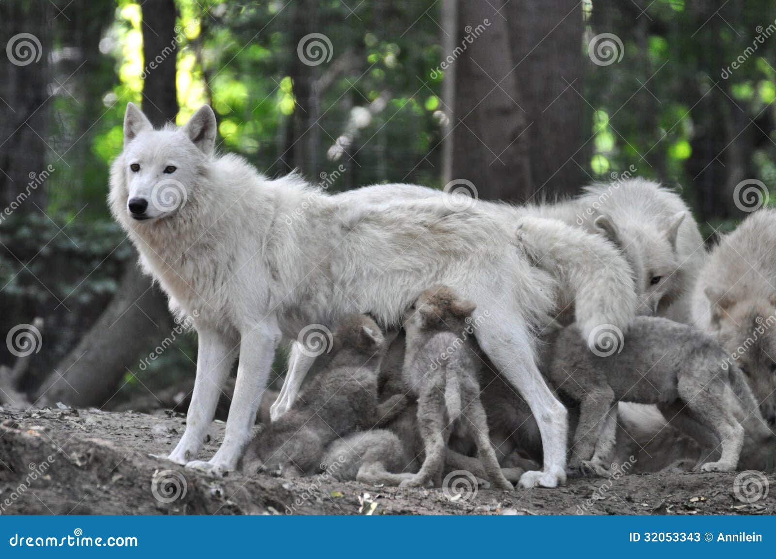 White Arctic Wolf Puppies