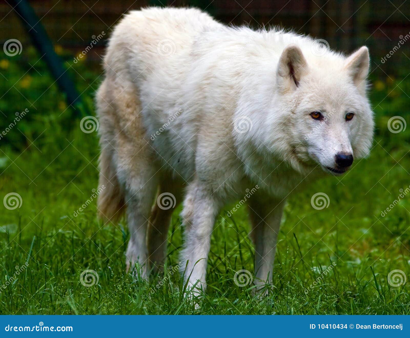 Arctic wolf stock photo. Image of wildlife, predator - 10410434