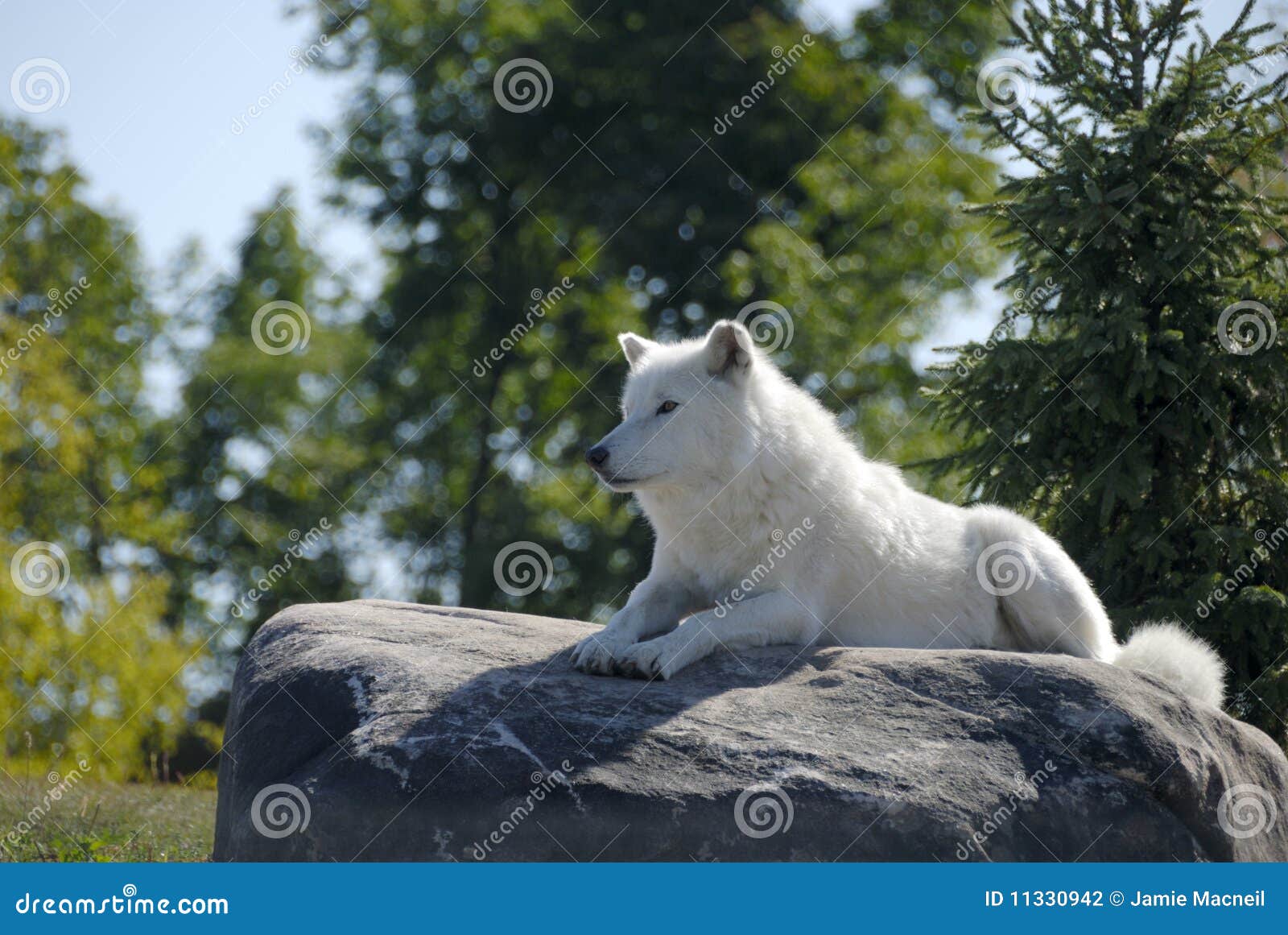 Arctic Wolf stock photo. Image of natural, undomesticated - 11330942
