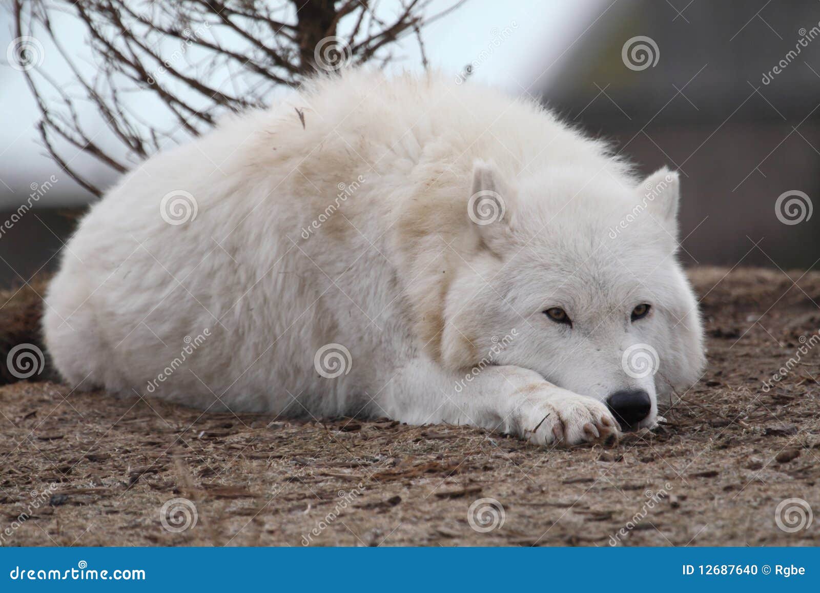White Wolf Lying Down 1,166 White Wolf Rock Stock Photos Free