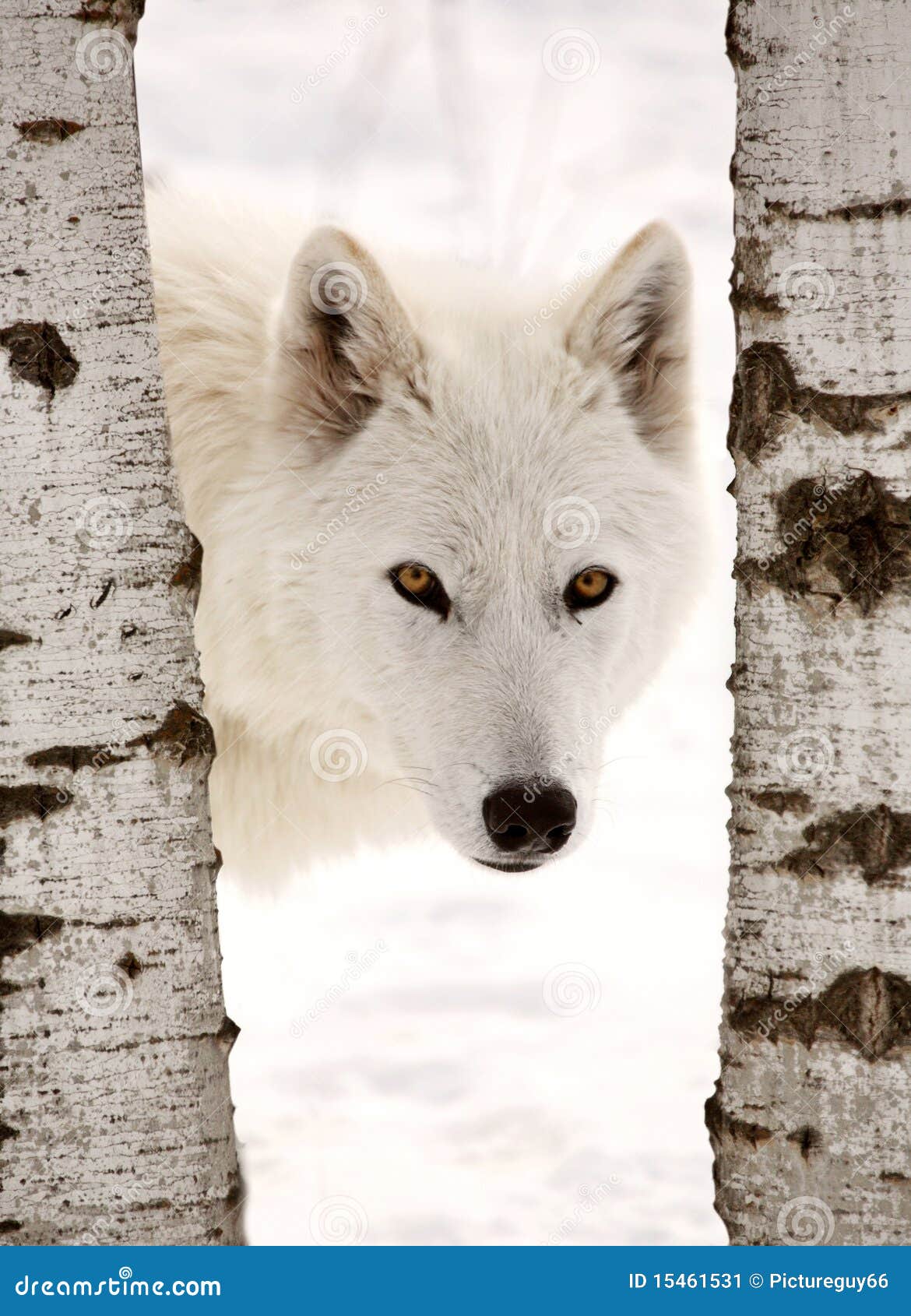 Arctic Wolf stock image. Image of natural, nature, snow - 15461531