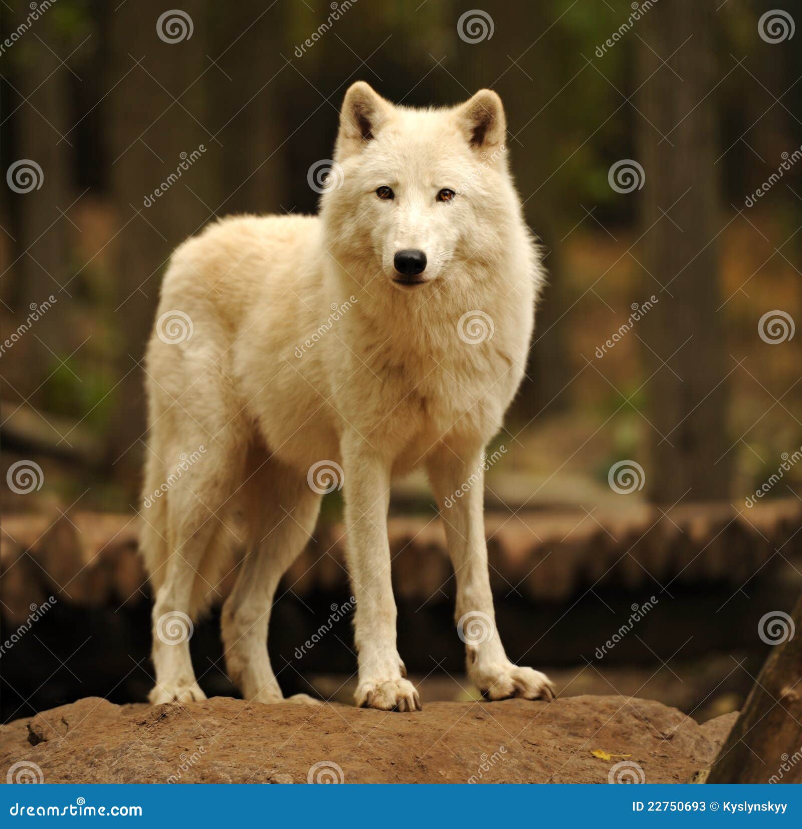 Arctic Wolf stock image. Image of forest, wild, beasts - 22750693