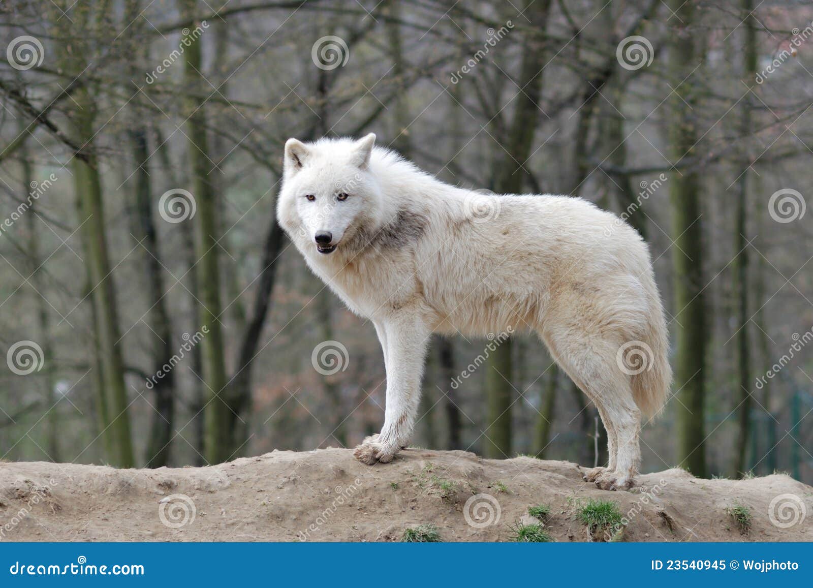 Arctic Wolf stock image. Image of polar, resistant, mammal - 23540945