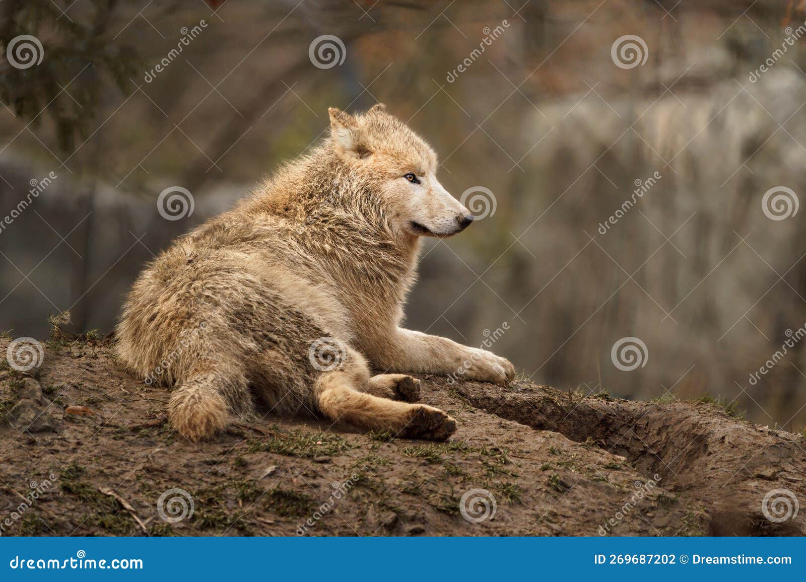 Arctic wolf stock photo. Image of canada, grey, hunter - 269687202