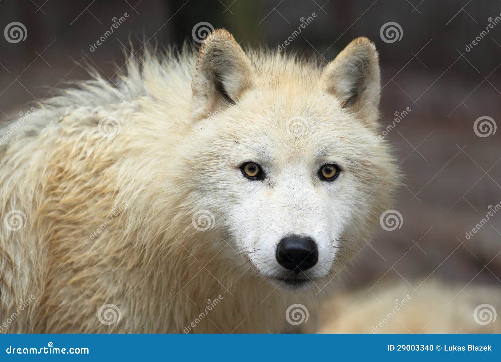 Arctic Wolf Standing In The Summer Royalty-Free Stock Photography ...