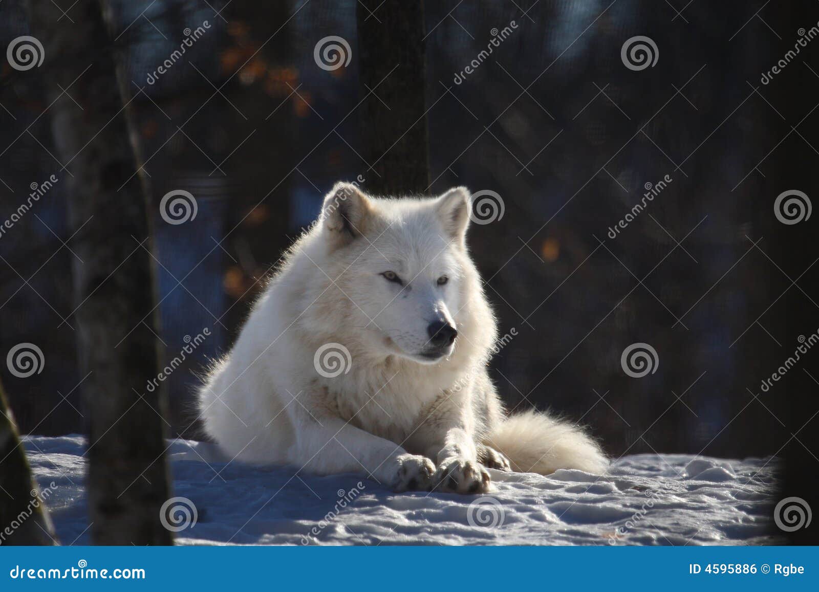 Arctic wolf stock photo. Image of cute, animal, white - 4595886