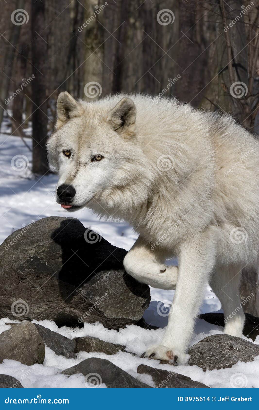 Arctic Wolf stock photo. Image of grey, canis, wolves - 8975614