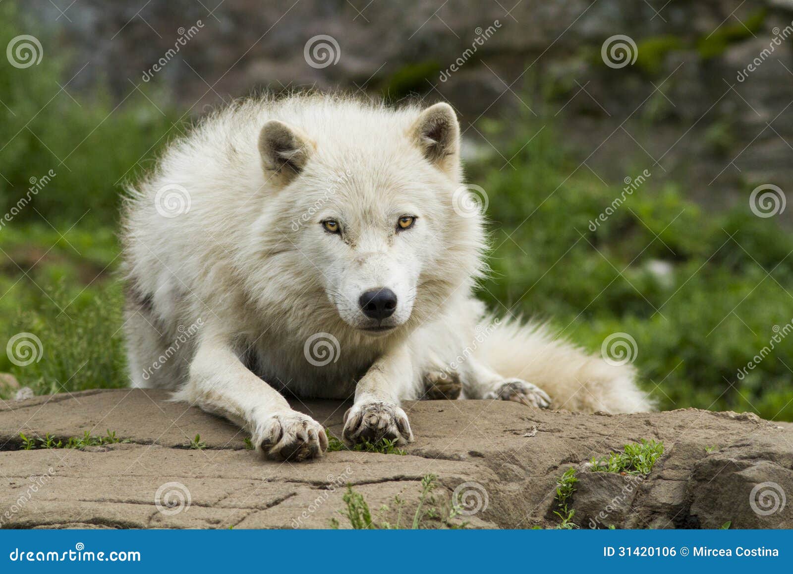 Arctic wolf stock photo. Image of green, cold, canada - 31420106
