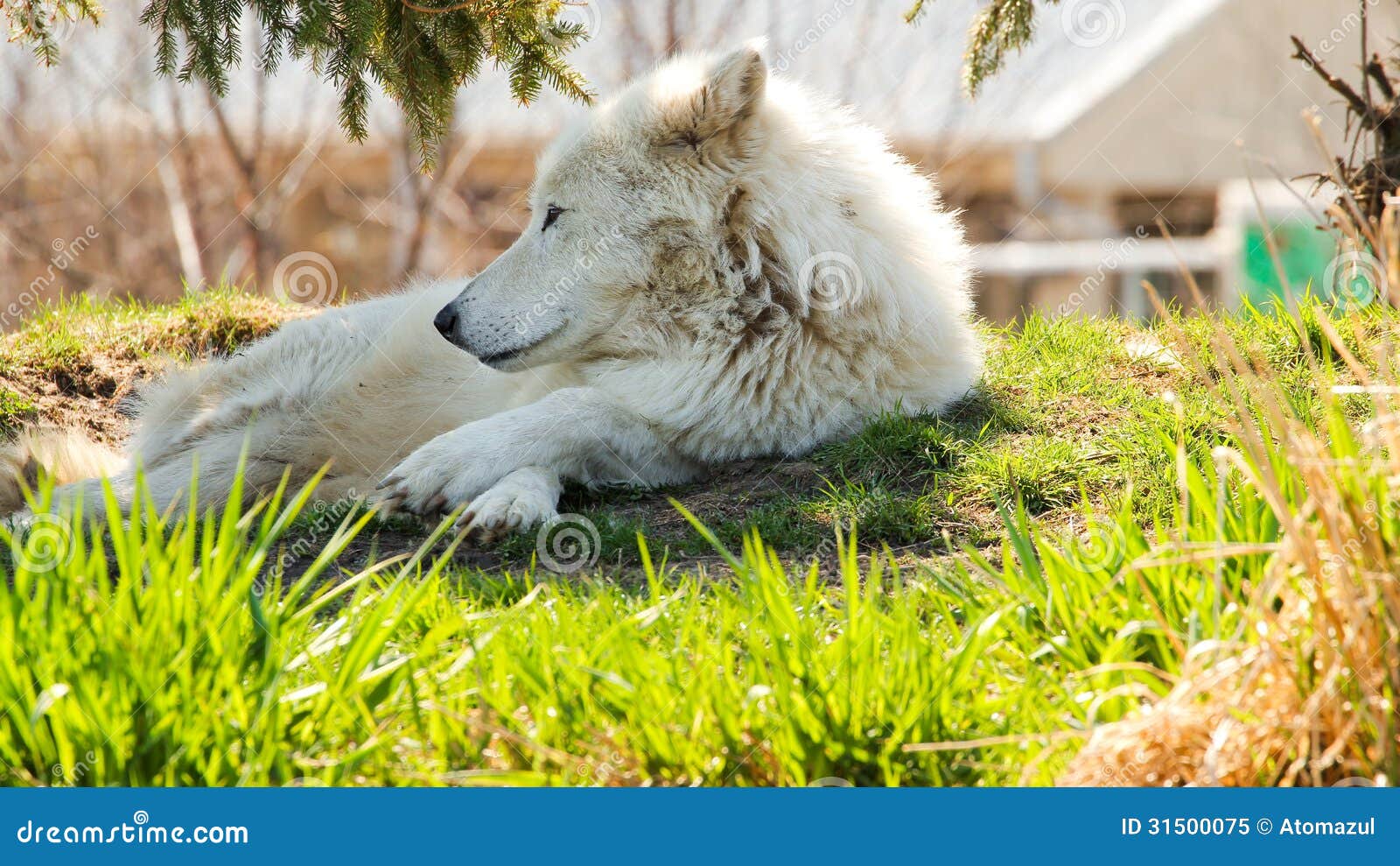 Arctic Wolf B stock image. Image of wolf, spring, resting - 31500075